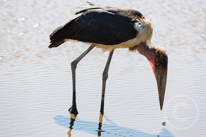 Ugly Stork Jörgs Homepage Photo Gallery